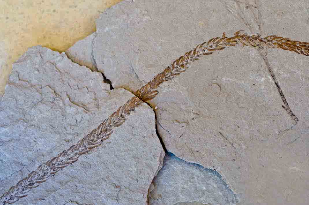 Hoop Pine fossils - dry rainforest in New Zealand's Miocene - MikePole
