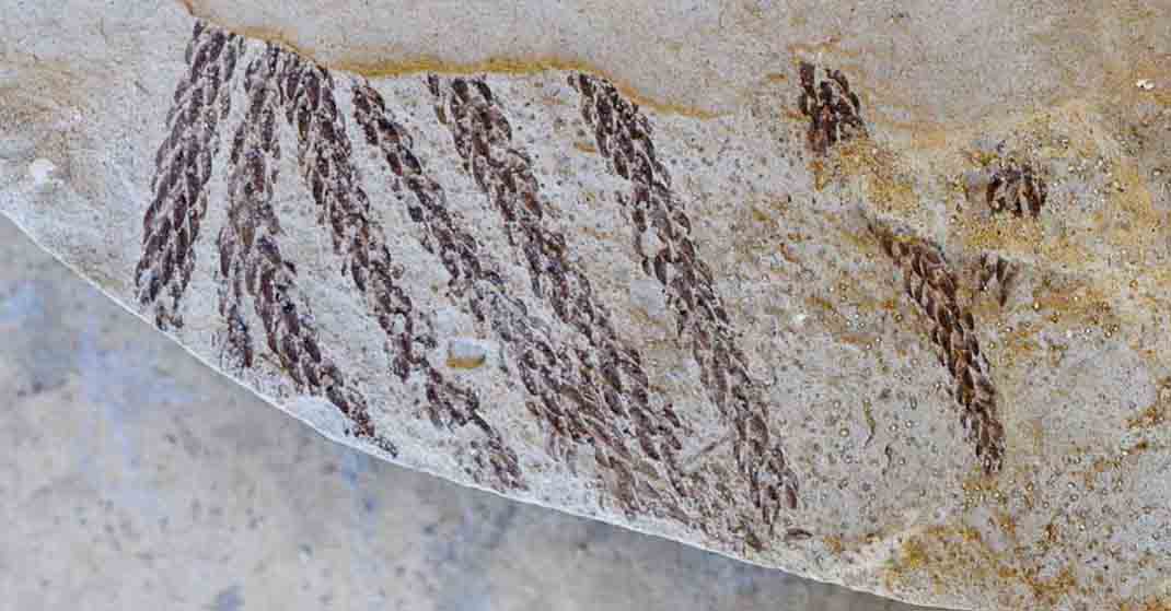 Hoop Pine fossils - dry rainforest in New Zealand's Miocene - MikePole