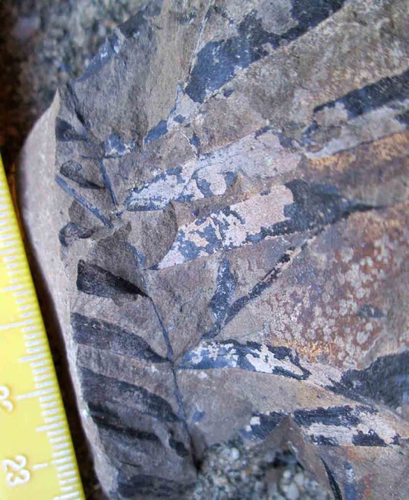 Podozamites - a multi-veined conifer in New Zealand's Jurassic - MikePole