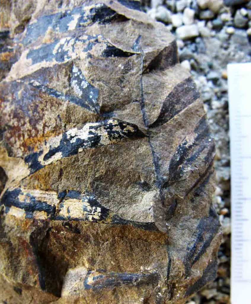 Podozamites - a multi-veined conifer in New Zealand's Jurassic - MikePole