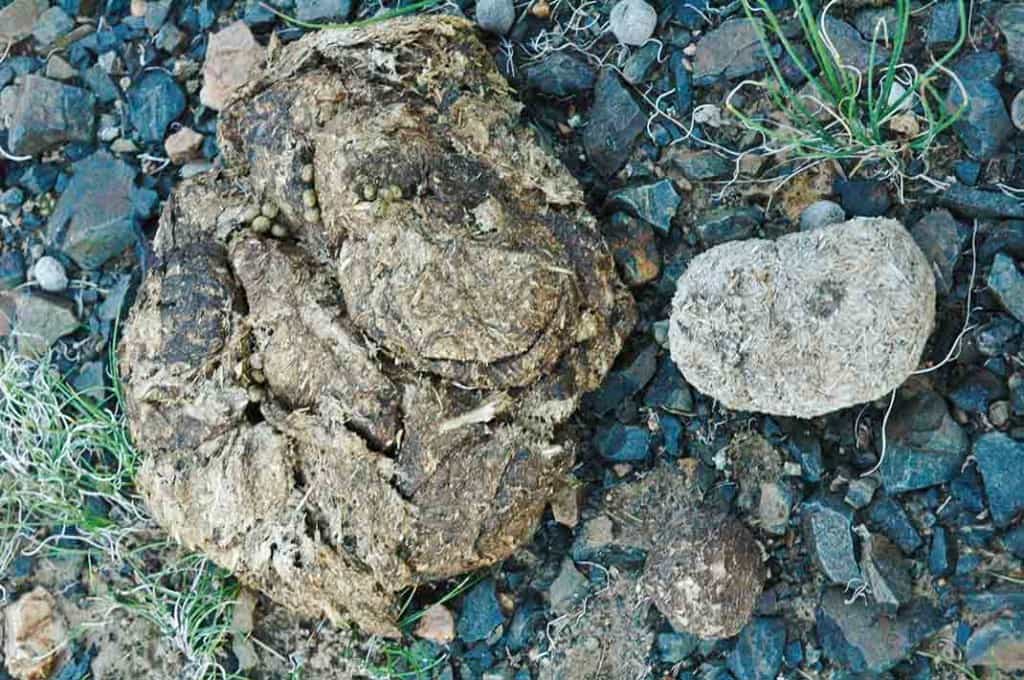 Mongolia - crap, fire and herbal-tea - MikePole