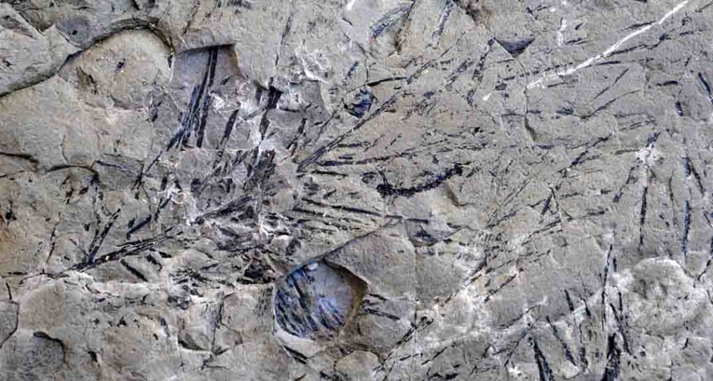 Deciduous Conifers in New Zealand’s Jurassic Fossil Forest at Curio Bay ...