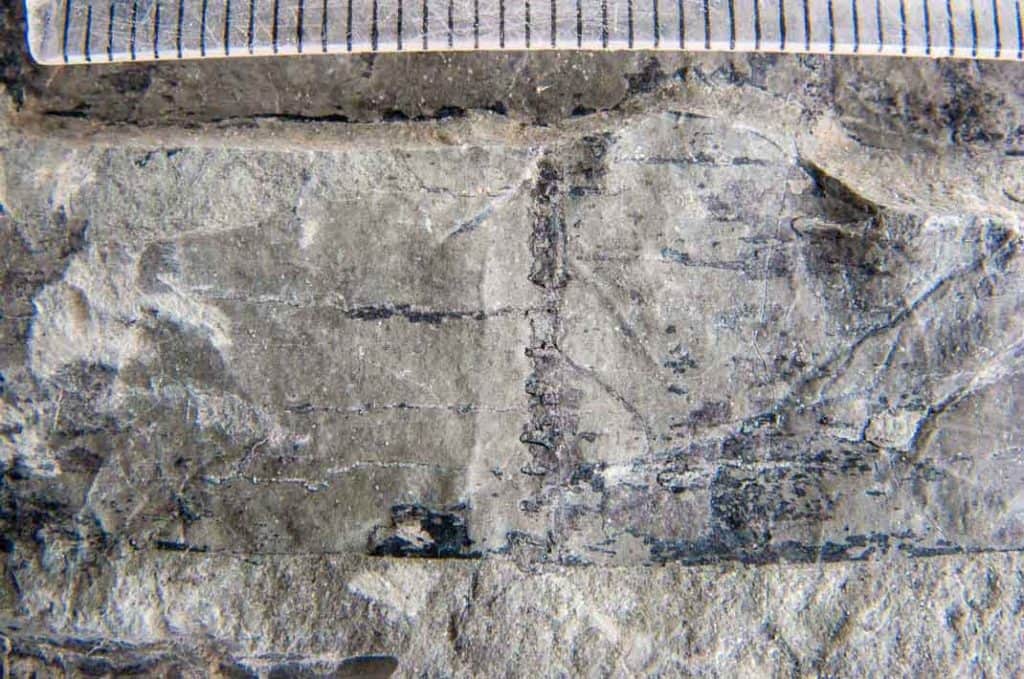 New Zealand’s first fossil horsetails in millions of years - MikePole